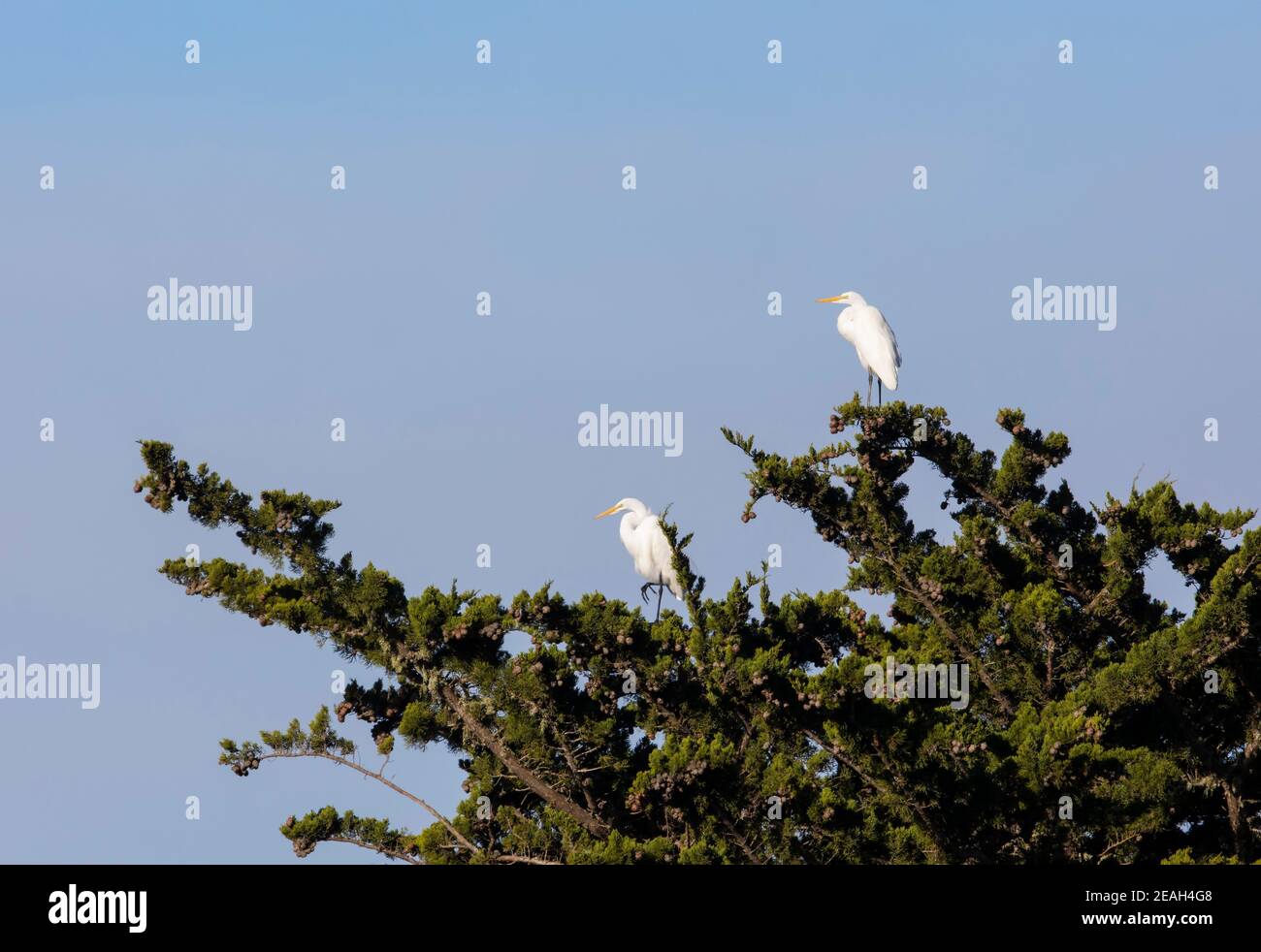 Two Great Egrets Stock Photo - Alamy