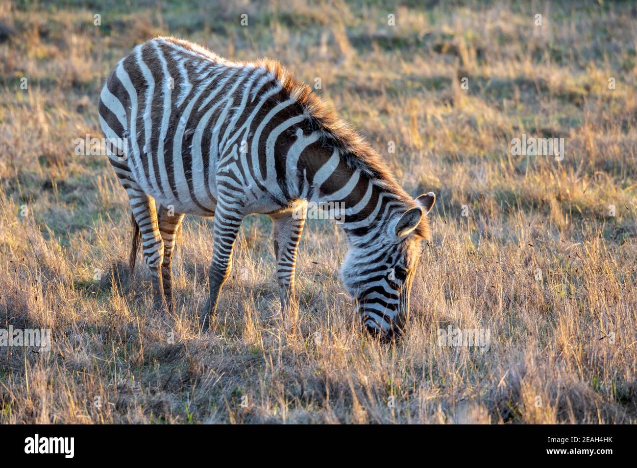 Zebra Hearst Castle Stock Photo - Alamy