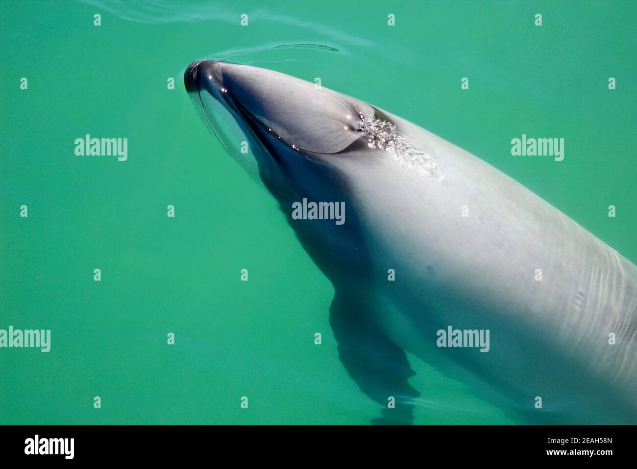 Dolphin blowhole hi-res stock photography and images - Alamy