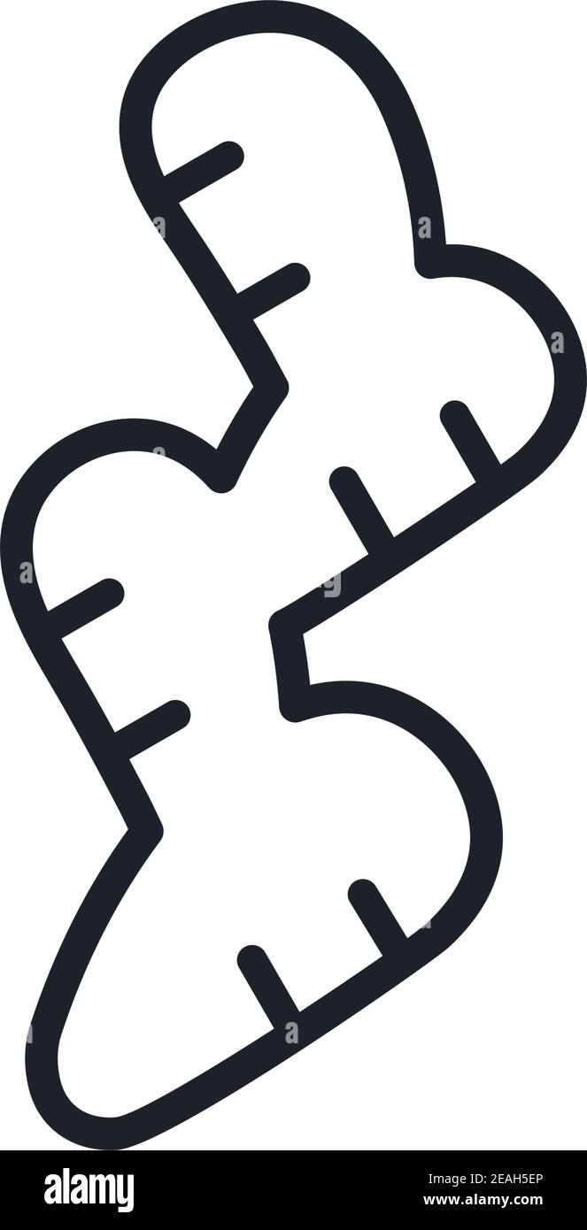 Ginger icon. Vector linear icon, contour, shape, outline isolated on a ...