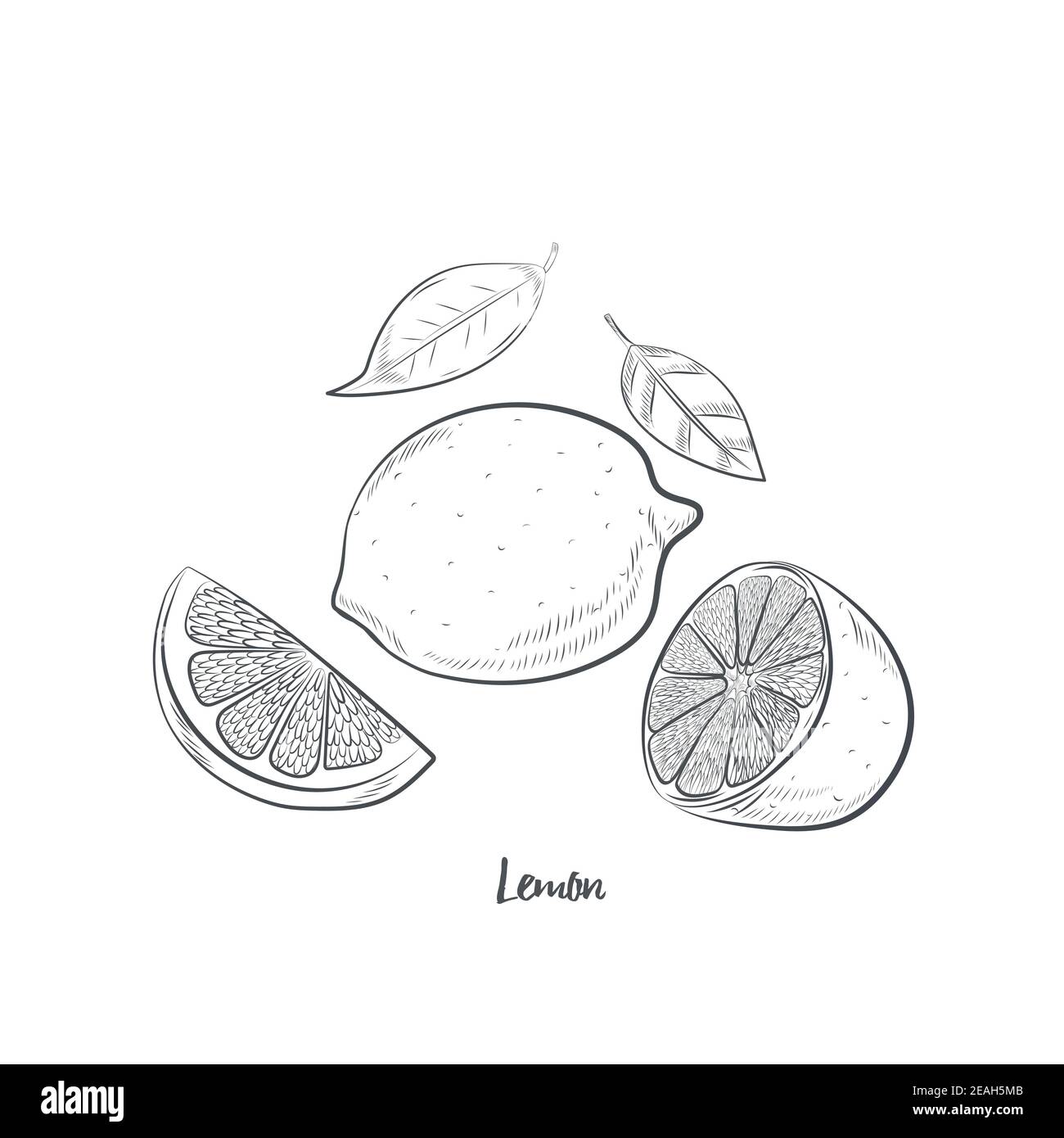 Hand drawn lemon sketch isolated on white background Stock Vector Image ...