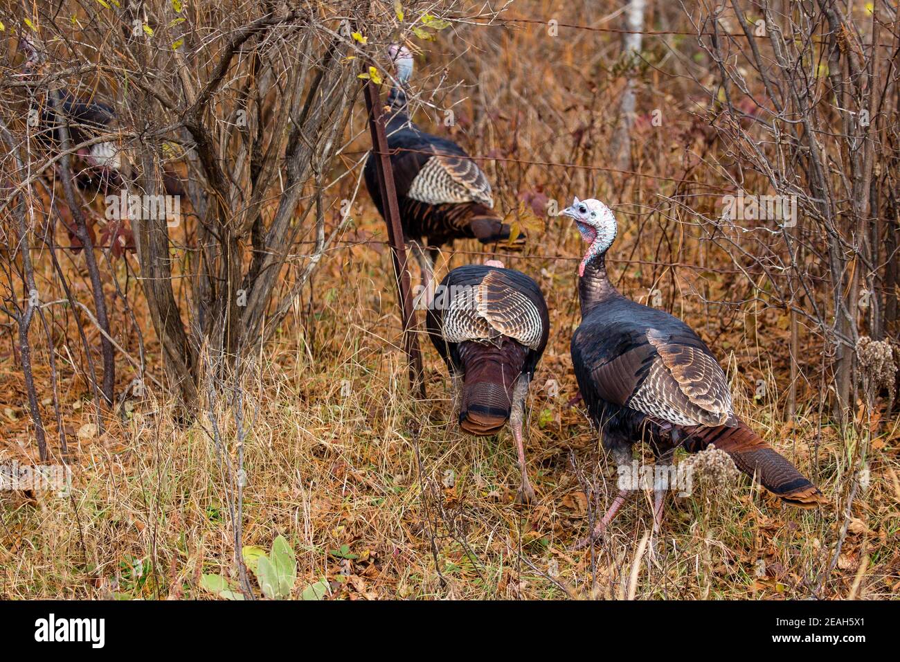 Eastern wild turkeys (Meleagris gallopavo) walking under a barbed wire ...