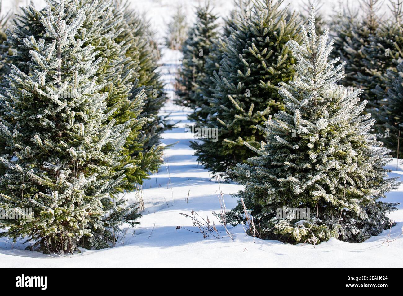 Central Wisconsin Christmas trees ready for harvest, horizontal Stock ...