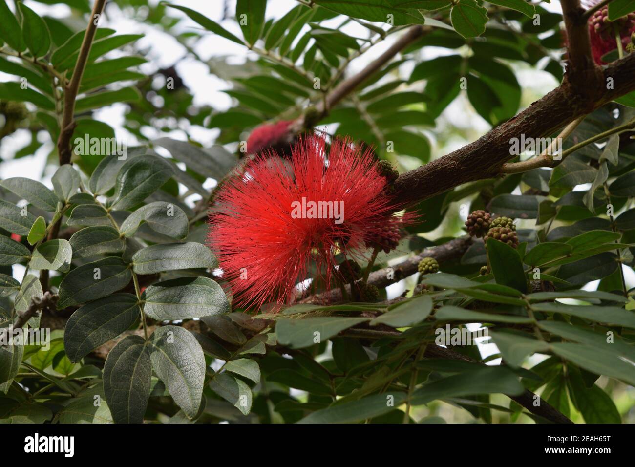 Ohia lehua flowers hi-res stock photography and images - Alamy