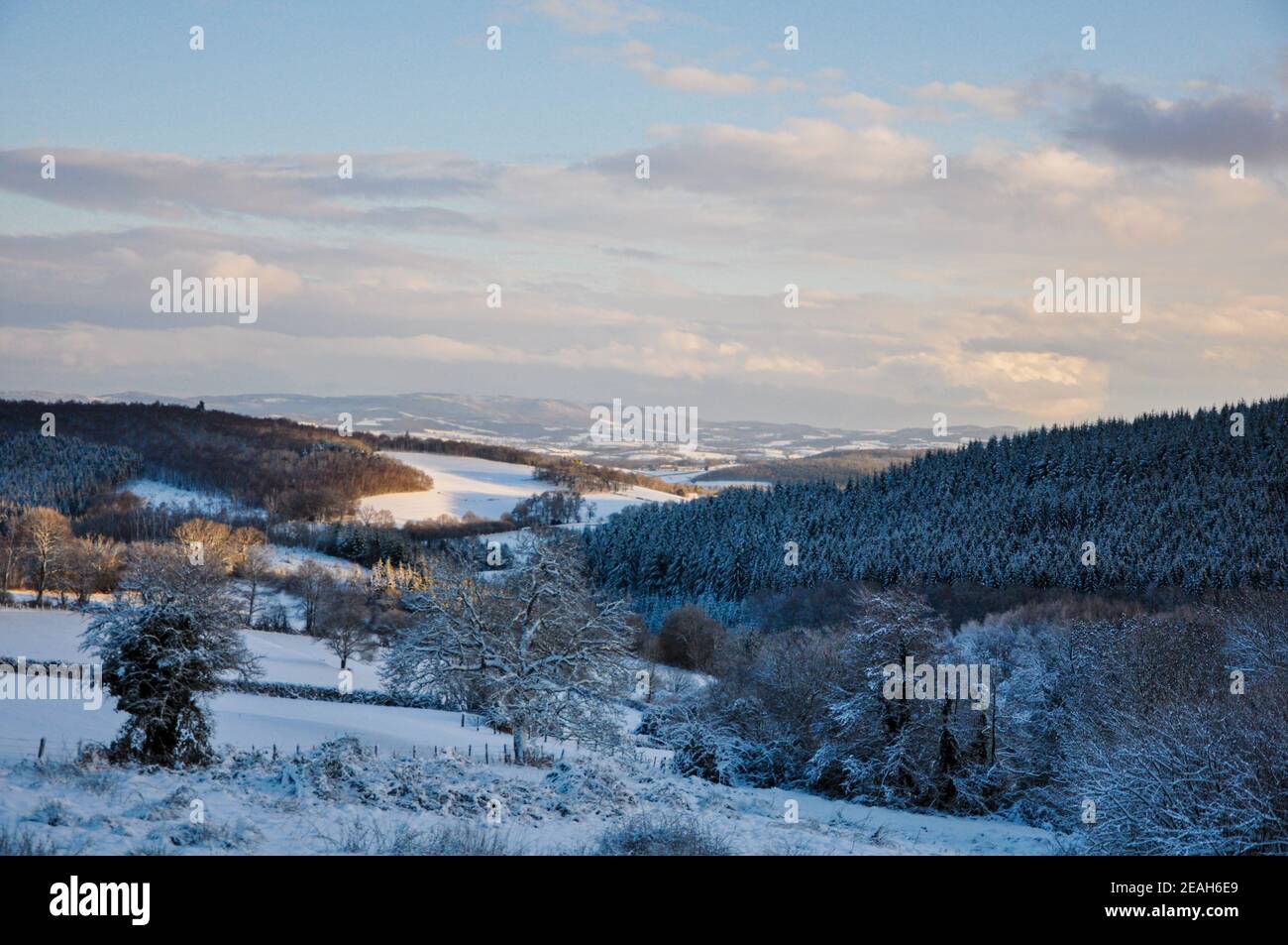 Chilling view of a winter forest under a cloudy sky background Stock ...