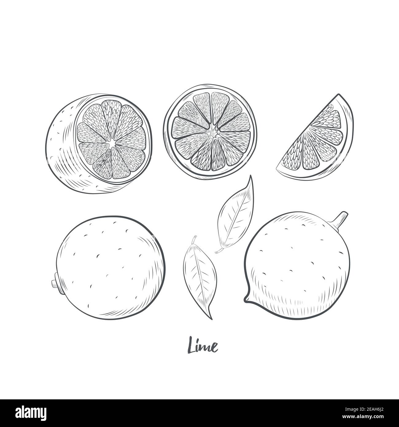 Hand drawn lime sketch isolated on white background Stock Vector Image ...