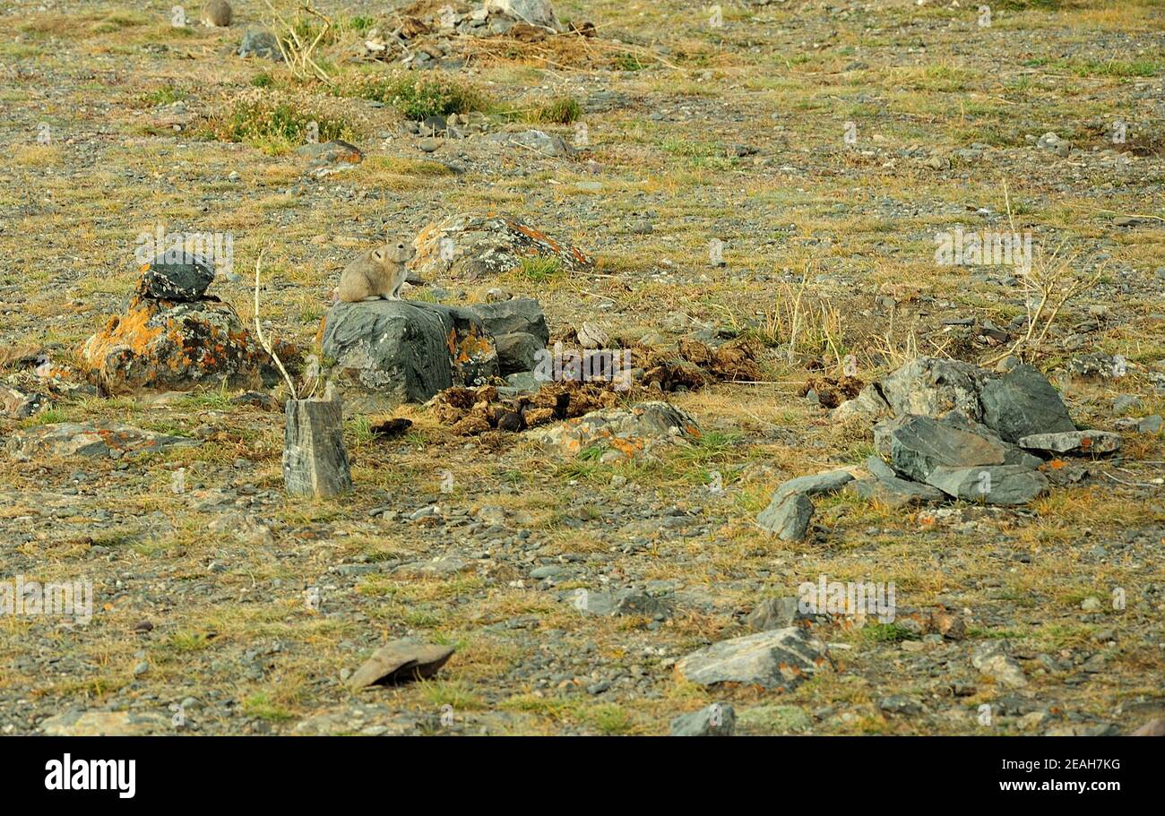 Altai dog hi-res stock photography and images - Alamy