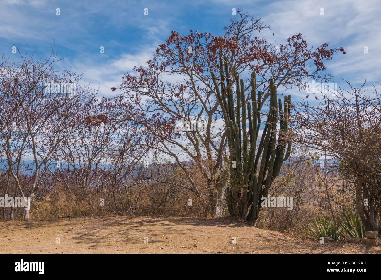 Cactus at Monte Albán Archaeological Site, ancient Zapotec capital and ...