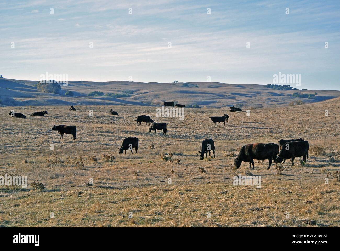 scenic landscape Sonoma county view of cattle ranch in california usa ...