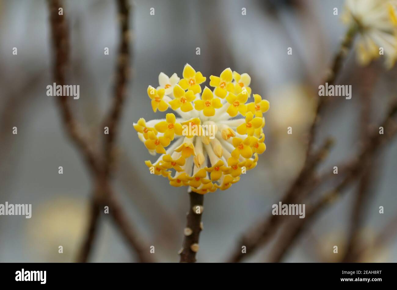 Paper bush hi-res stock photography and images - Alamy