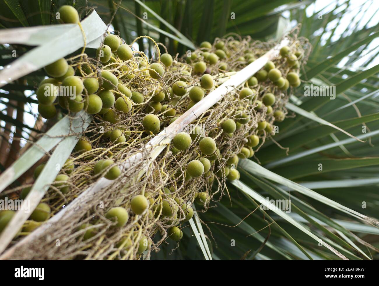 Cluster of green fruits of Big Blue Hesper Palm Stock Photo - Alamy
