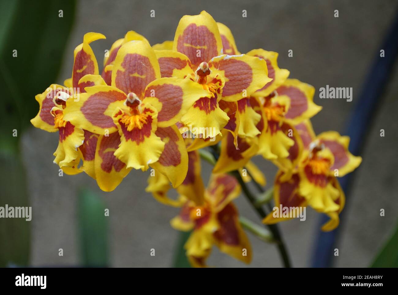 Tiger orchid hi-res stock photography and images - Alamy