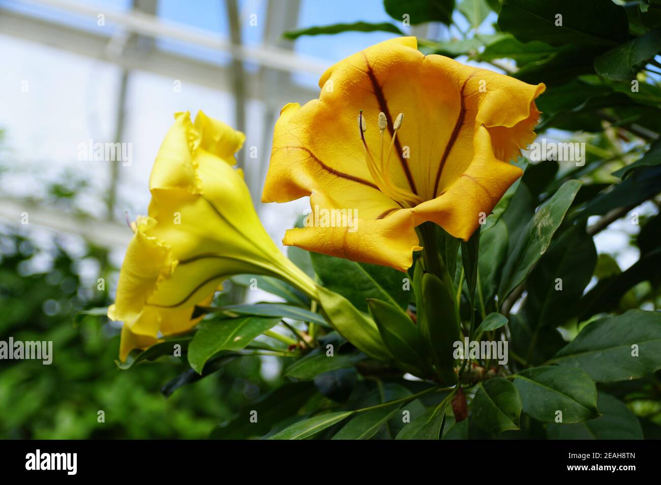 A yellow Chalice Vine flower at full bloom, also known as Hawaiian Lily ...