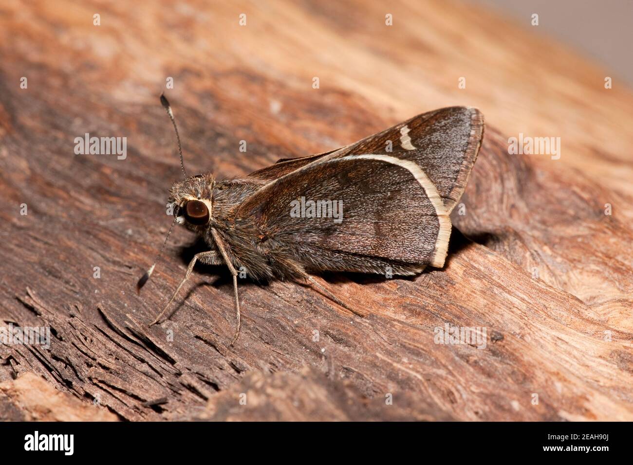 Moon-marked Skipper Butterfly, Atrytonopsis lunus, Hesperiidae Stock ...