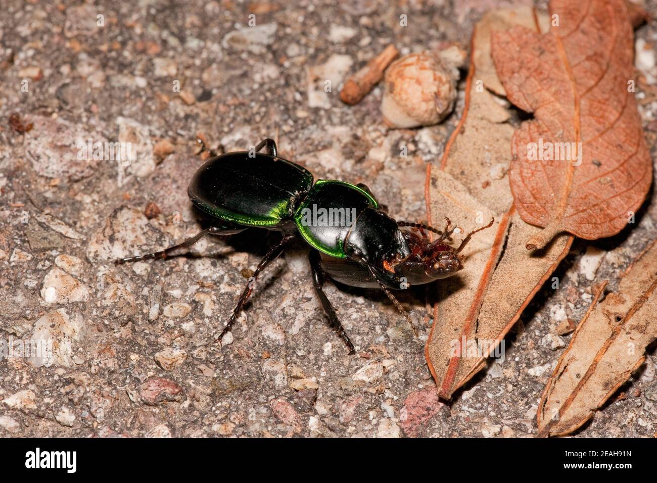Ground Beetle High Resolution Stock Photography and Images - Alamy