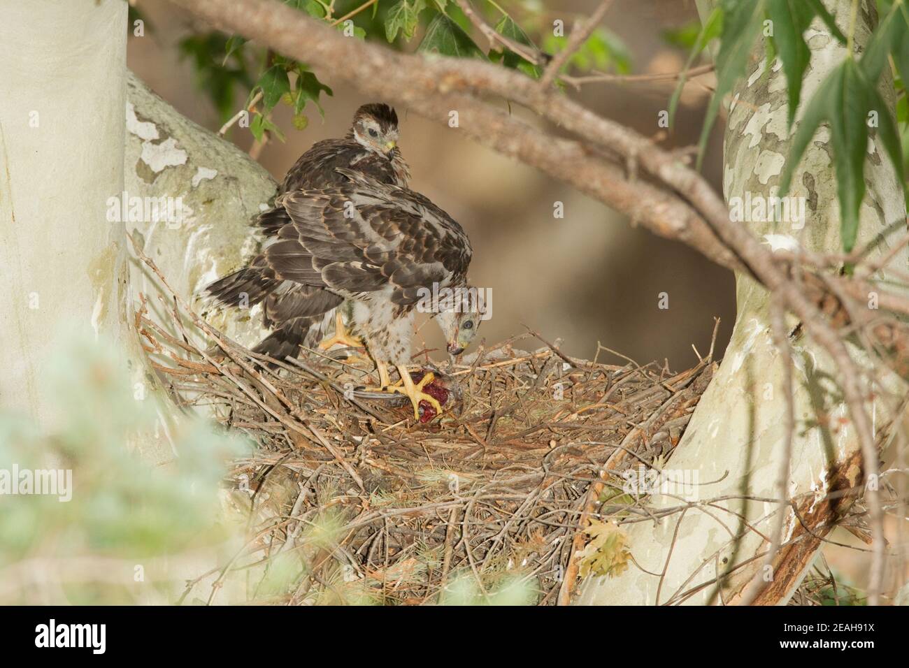 Northern Goshawk nestlings, Accipiter gentilis, eating bird at nest in ...