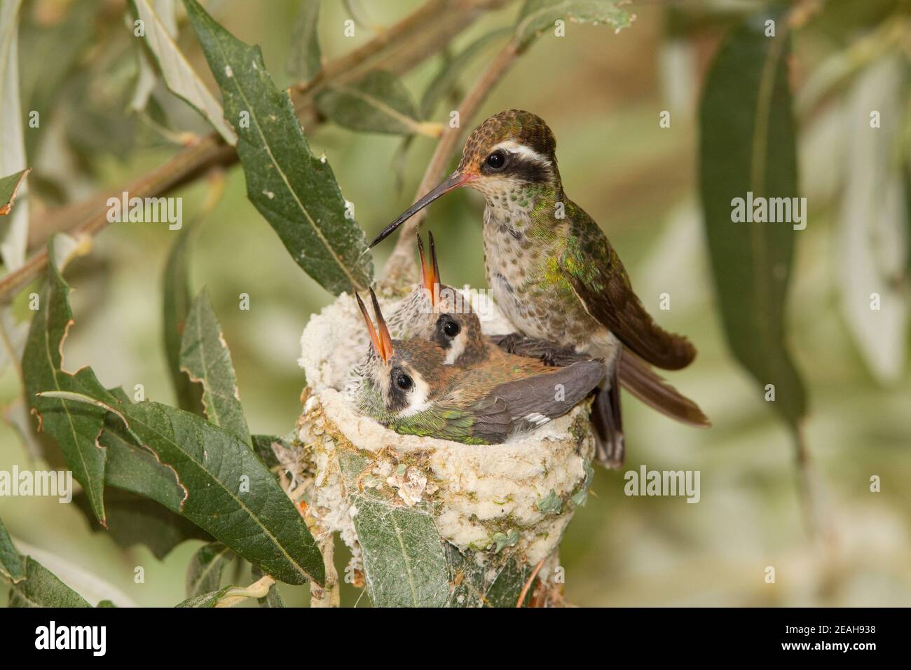 White-eared Hummingbird female and nestlings, Basilinna leucotis, 19 ...