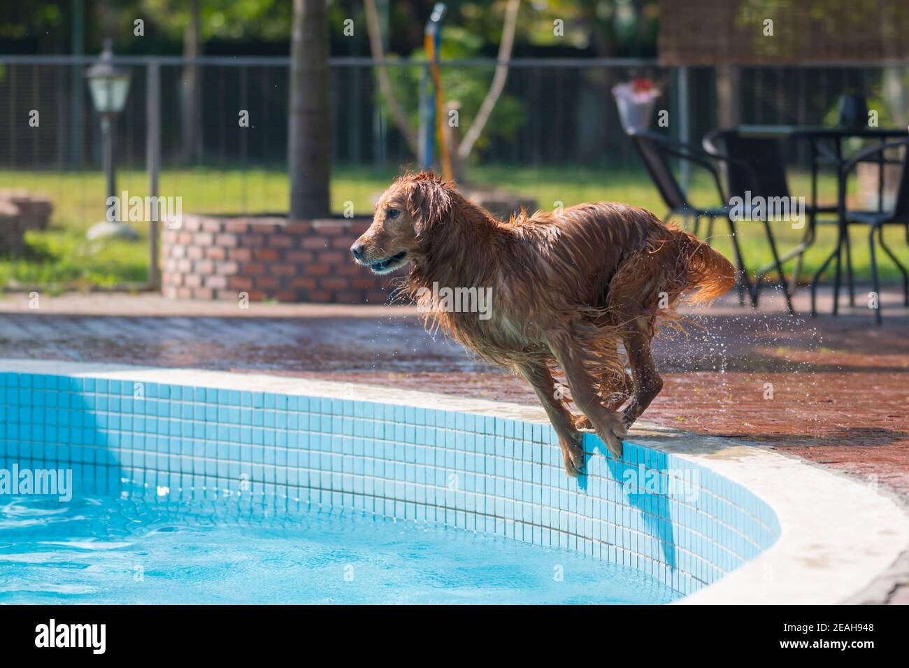 Golden Retriever playing in the swimming pool Stock Photo - Alamy
