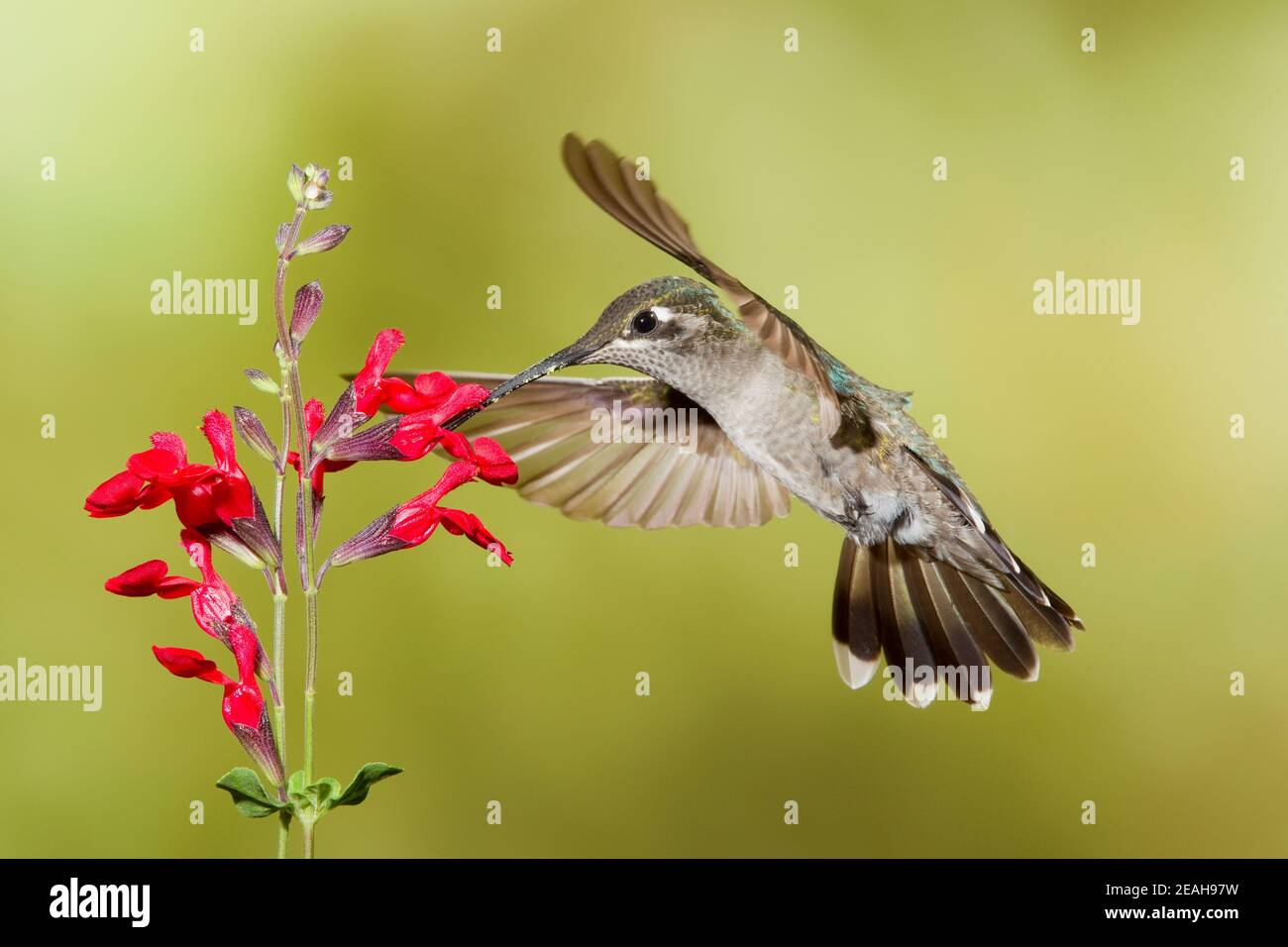 Magnificent Hummingbird female, Eugenes fulgens, feeding at autumn sage ...