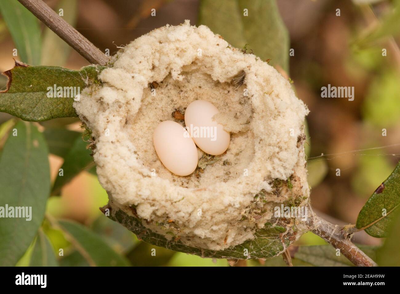 Hummingbird Egg Size Comparison