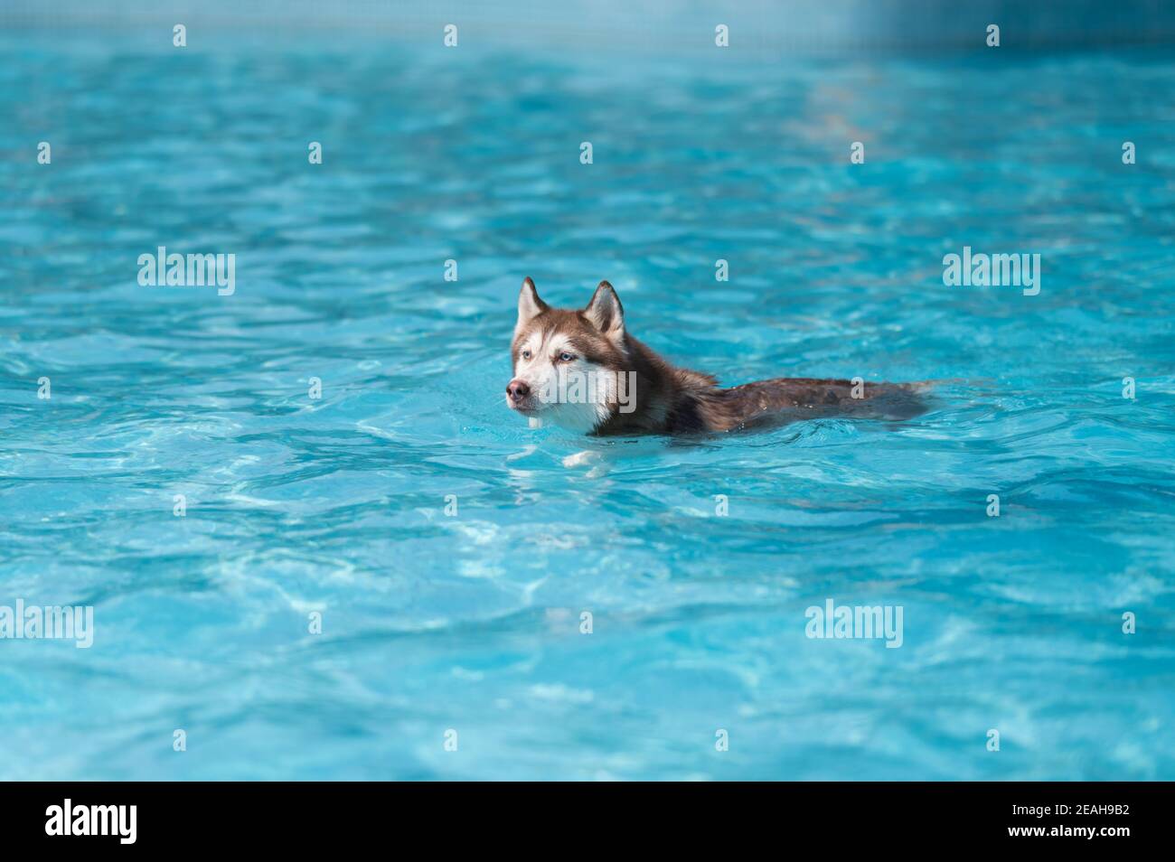 Husky swimming in the pool Stock Photo - Alamy