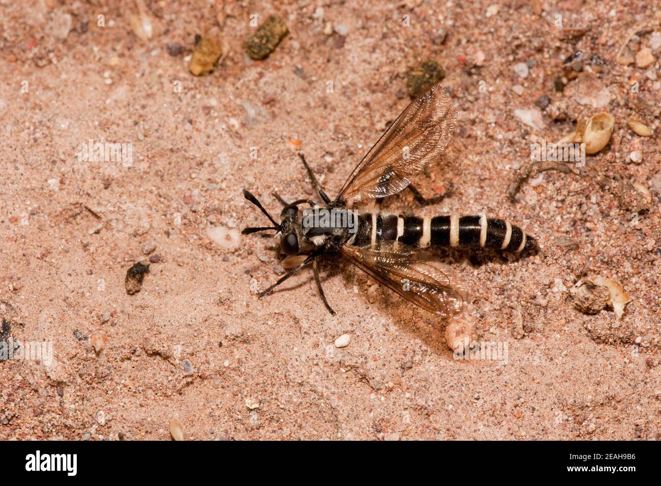 Mydidae hi-res stock photography and images - Alamy