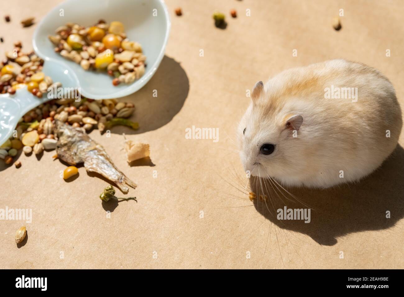Various rodent hi-res stock photography and images - Alamy