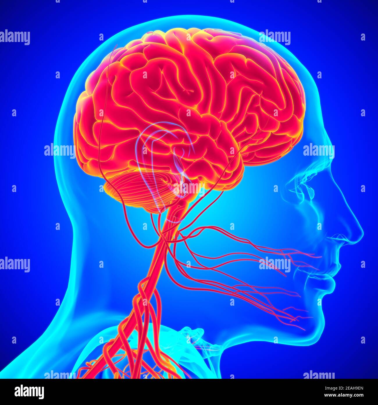 Human Brain Anatomy For Medical Concept 3D Illustration Stock Photo - Alamy