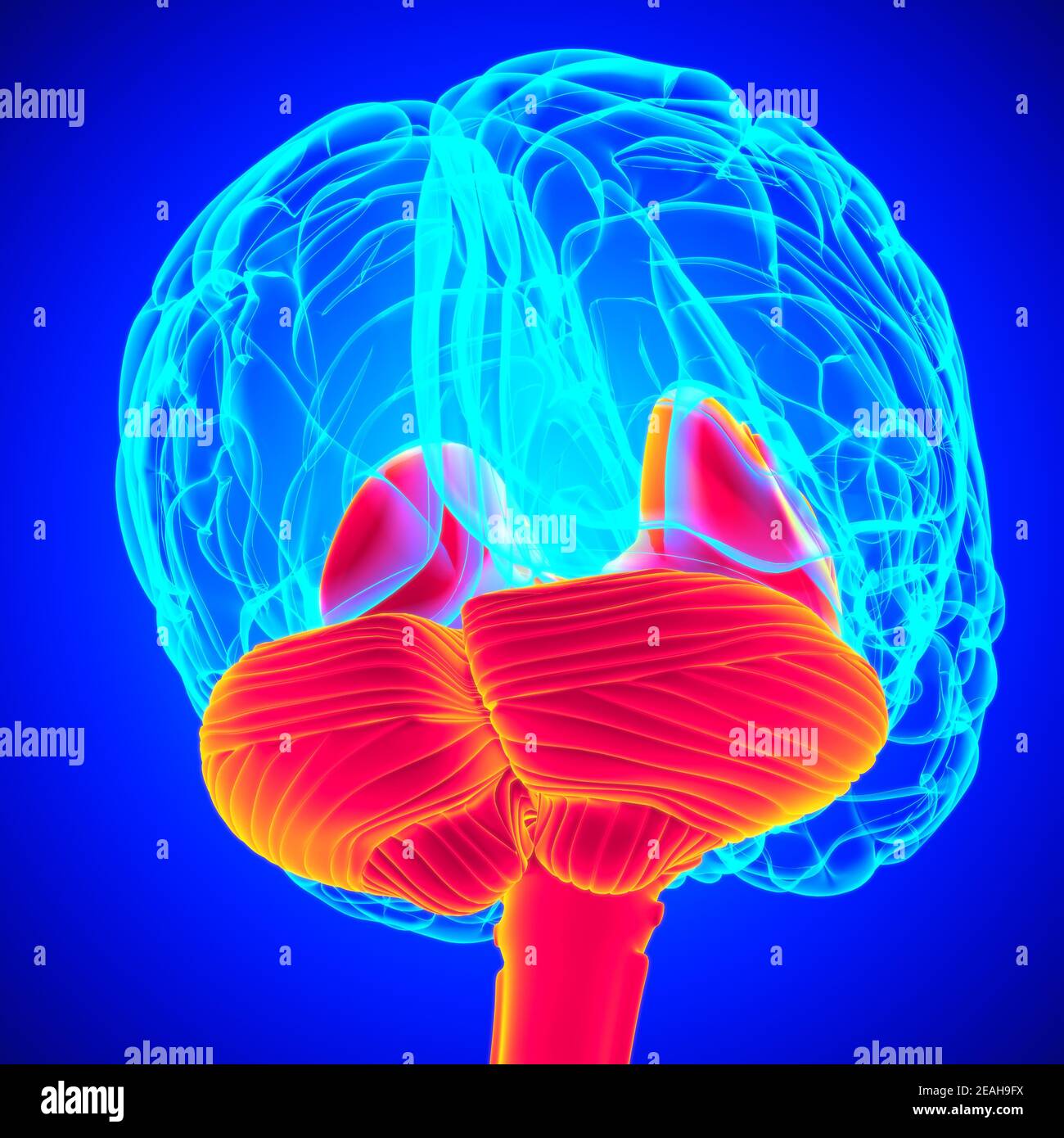 Human Brain inner parts Anatomy For Medical Concept 3D Illustration ...