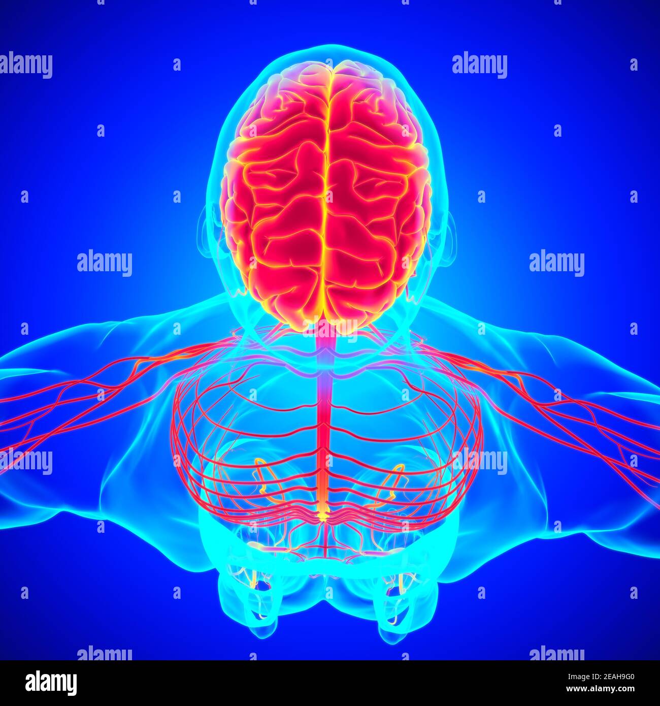 Human Brain Anatomy For Medical Concept 3D Illustration Stock Photo - Alamy