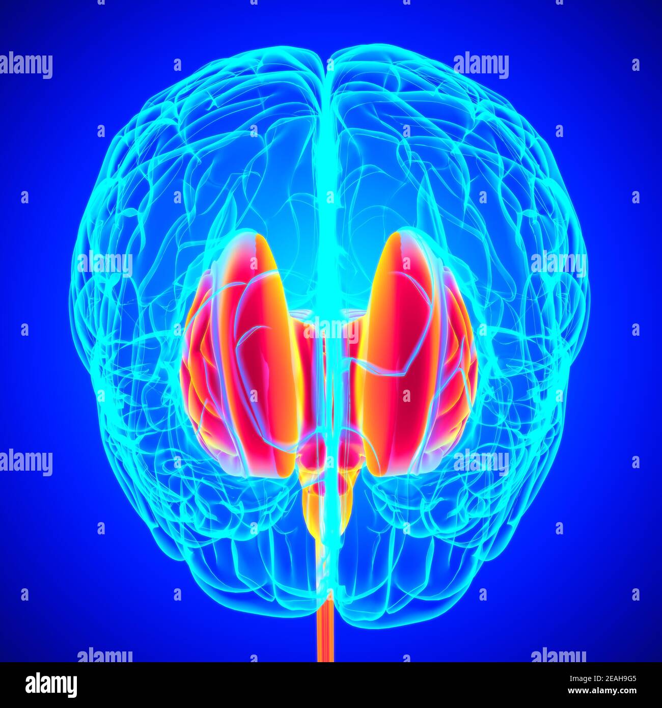 Human Brain inner parts Anatomy For Medical Concept 3D Illustration ...