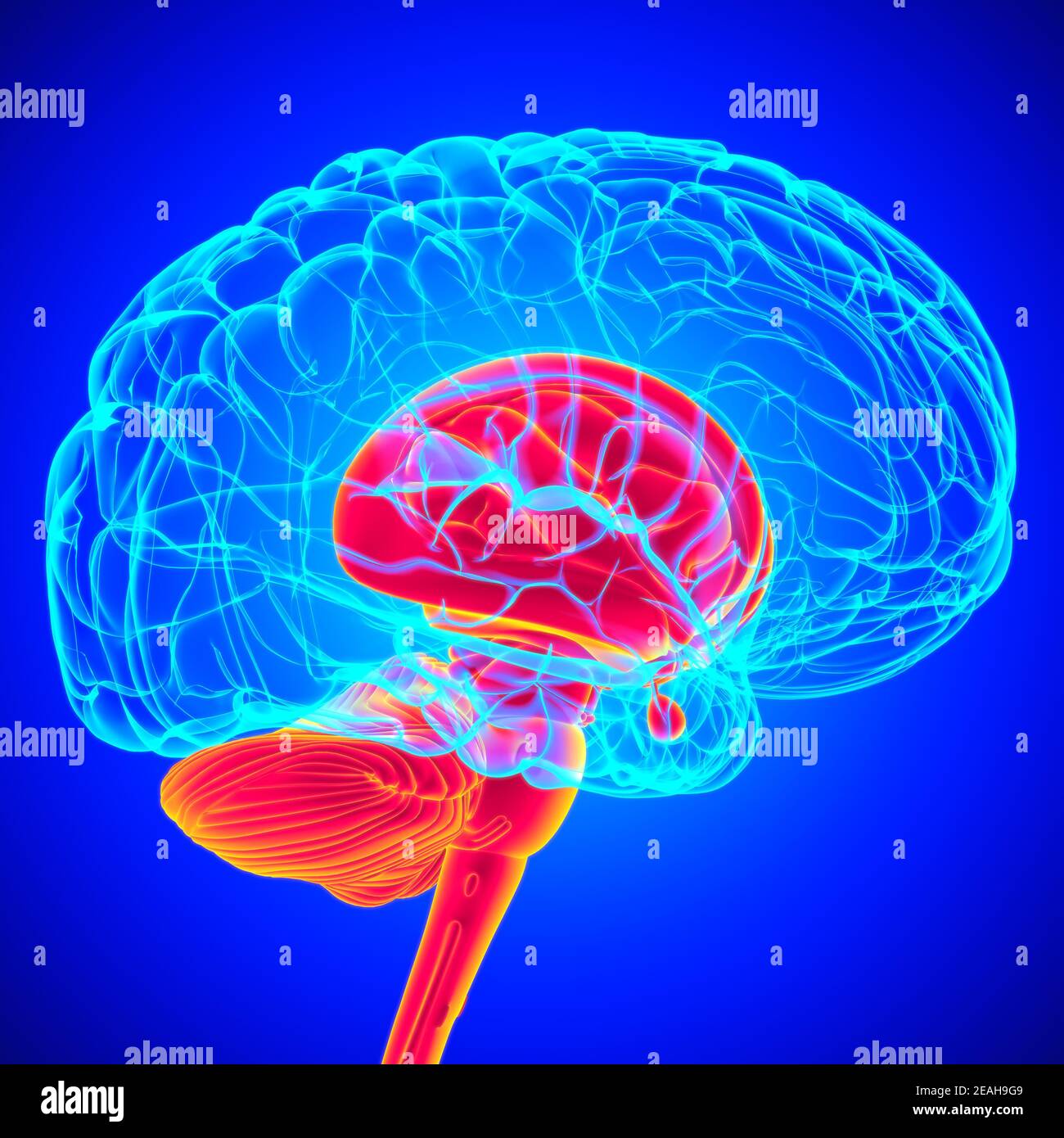 Human Brain inner parts Anatomy For Medical Concept 3D Illustration ...