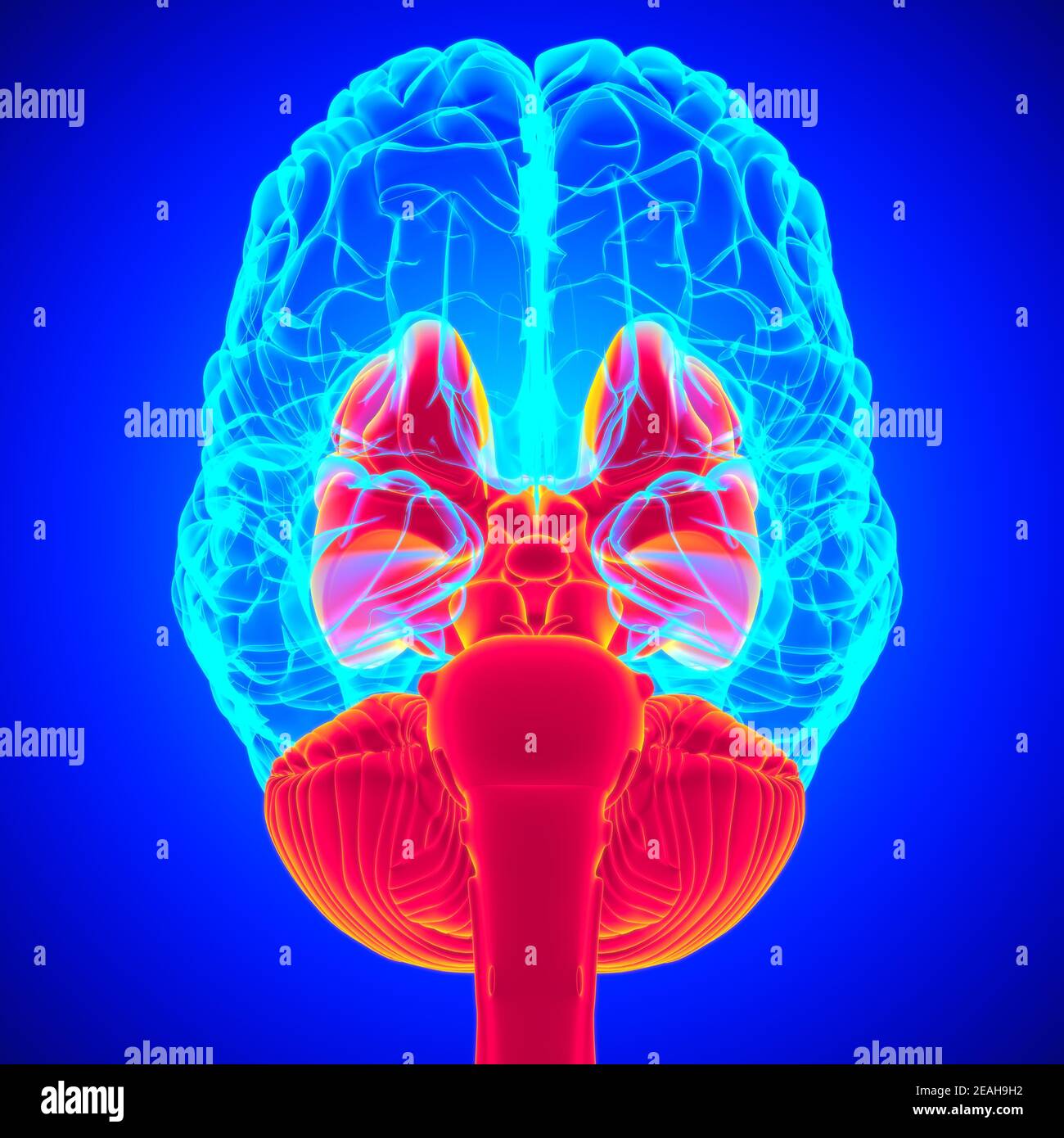 Human Brain inner parts Anatomy For Medical Concept 3D Illustration ...