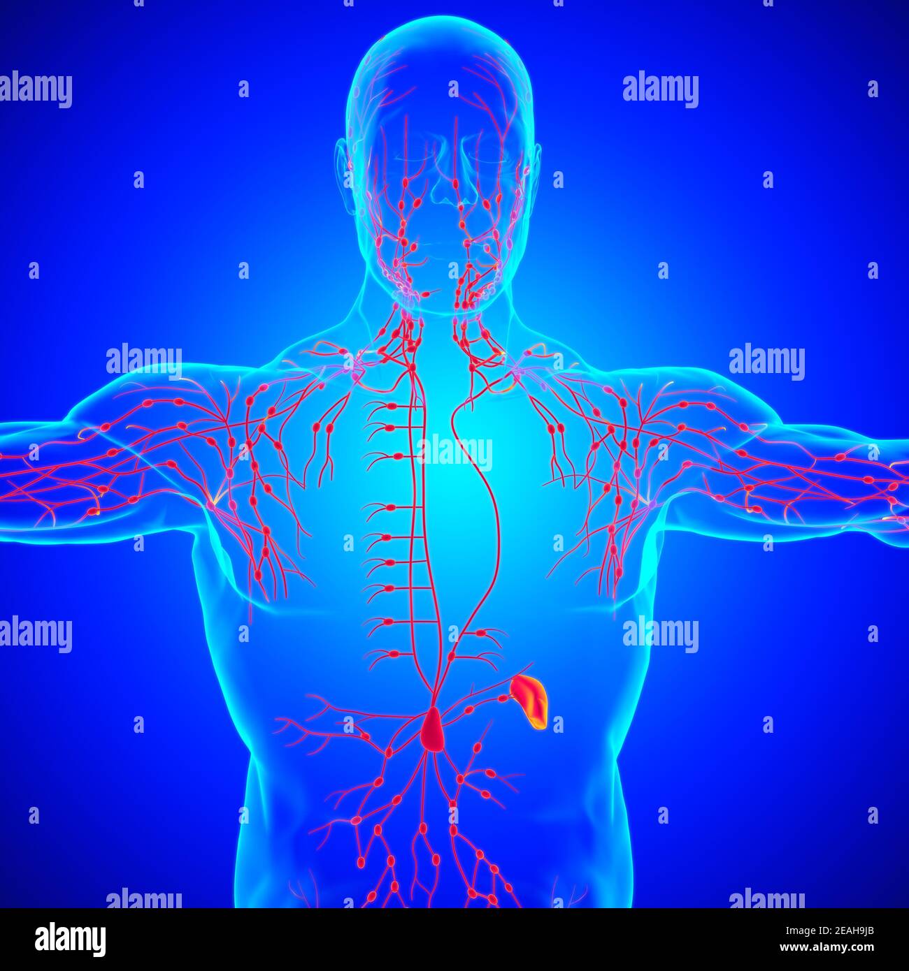 Human Lymph Nodes Anatomy For Medical Concept 3D Illustration Stock ...