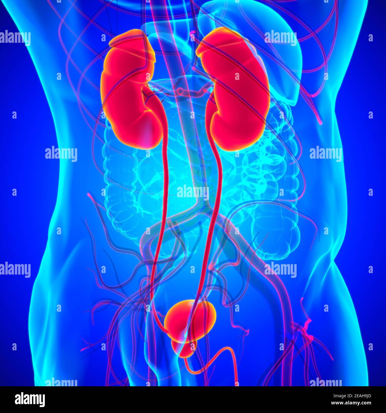 Human Urinary System Kidneys with Bladder Anatomy For Medical Concept ...