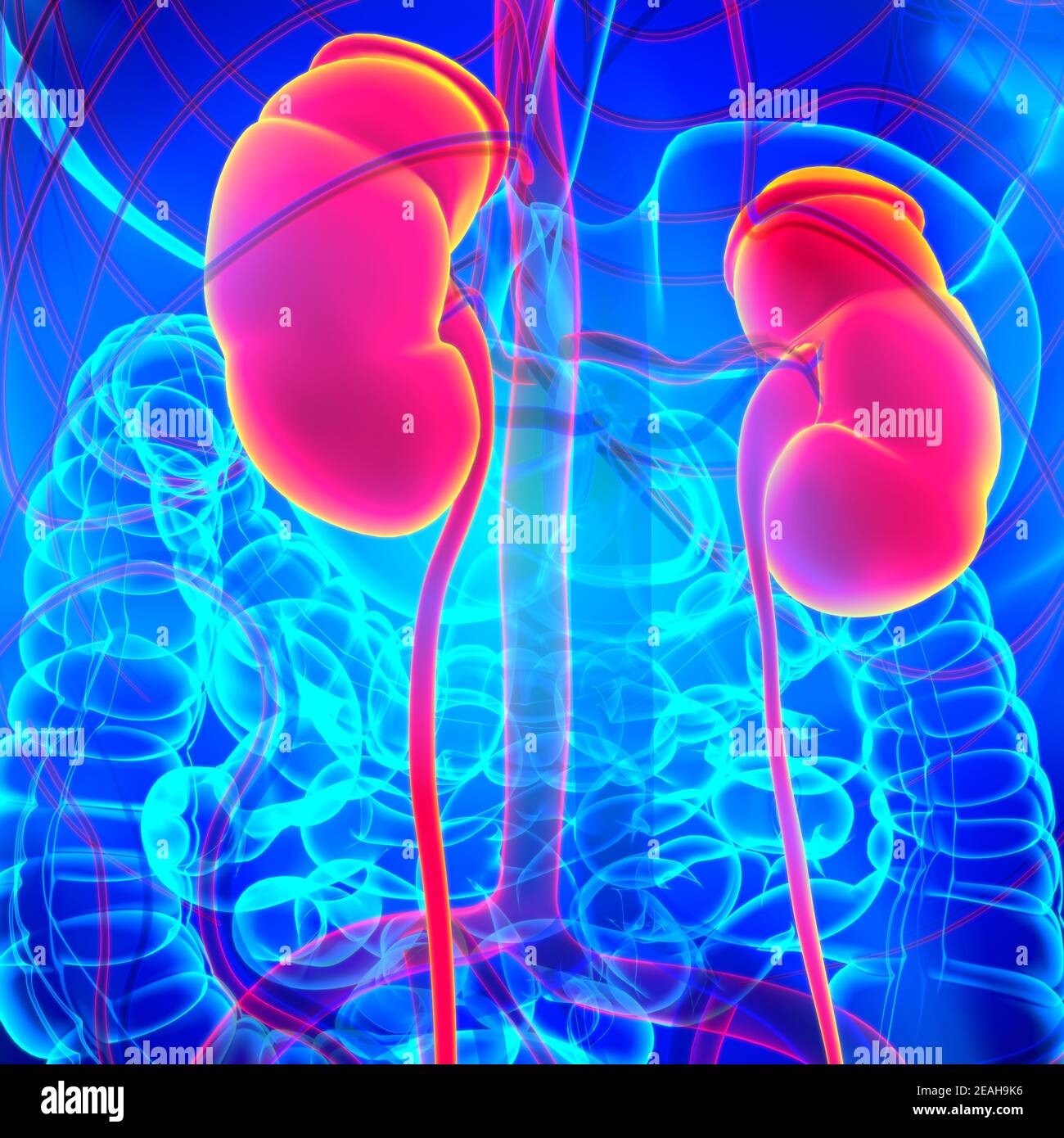 Human Urinary System Kidneys with Bladder Anatomy For Medical Concept ...
