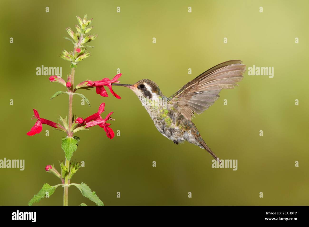 White-eared Hummingbird female, Hylocharis leucotis, feeding at Stachys ...