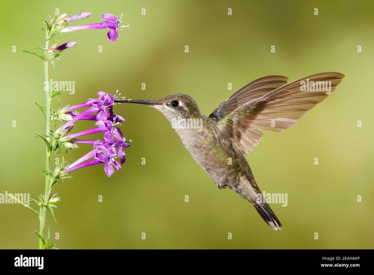 Magnificent Hummingbird female, Eugenes fulgens, feeding at Ipomopsis ...