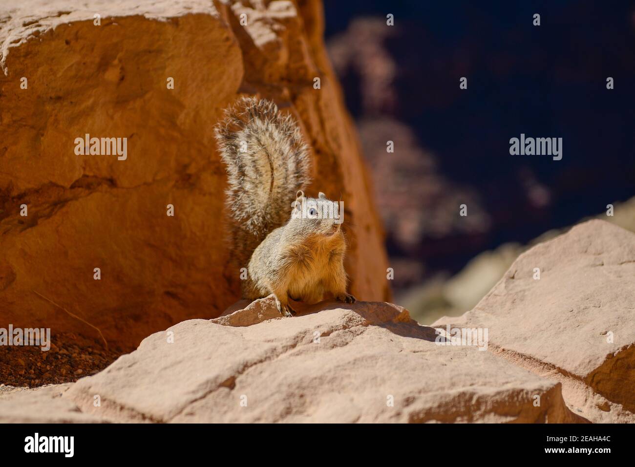 Kaibab squirrel grand canyon hi-res stock photography and images - Alamy
