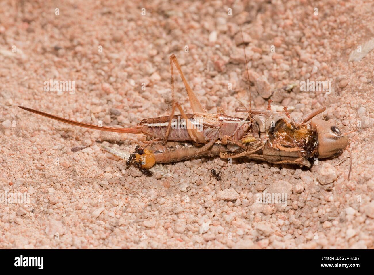 Conocephalus strictus hi-res stock photography and images - Alamy