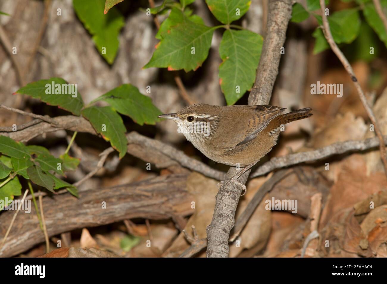 13100015 hi-res stock photography and images - Alamy