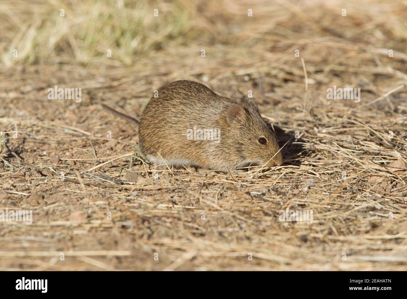 Cotton Rat, Sigmodon sp., on ground Stock Photo - Alamy