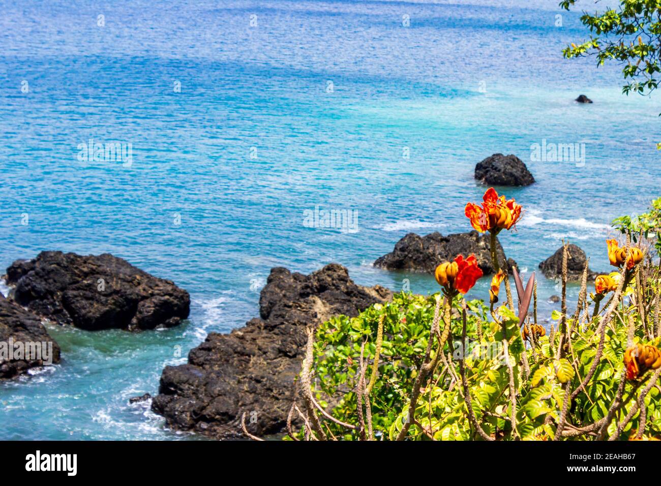 Showy orange flowers against the blue Pacific Ocean waters off Jaco ...