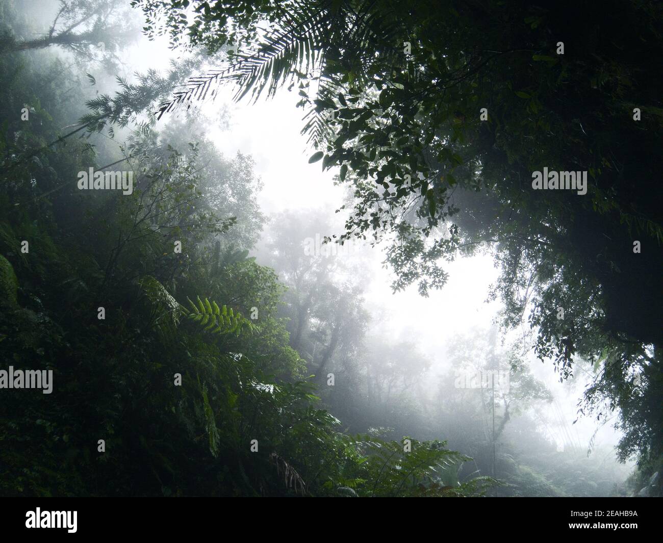 Misty view of tropical jungle and cloudy sky. Rainforest in fog, view ...