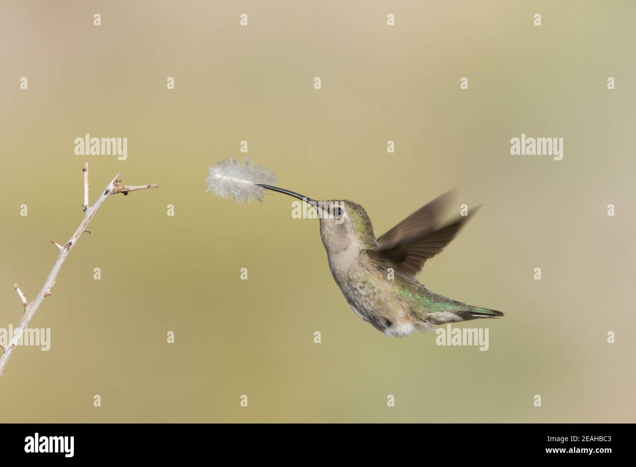 Nesting costas hummingbird hi-res stock photography and images - Alamy