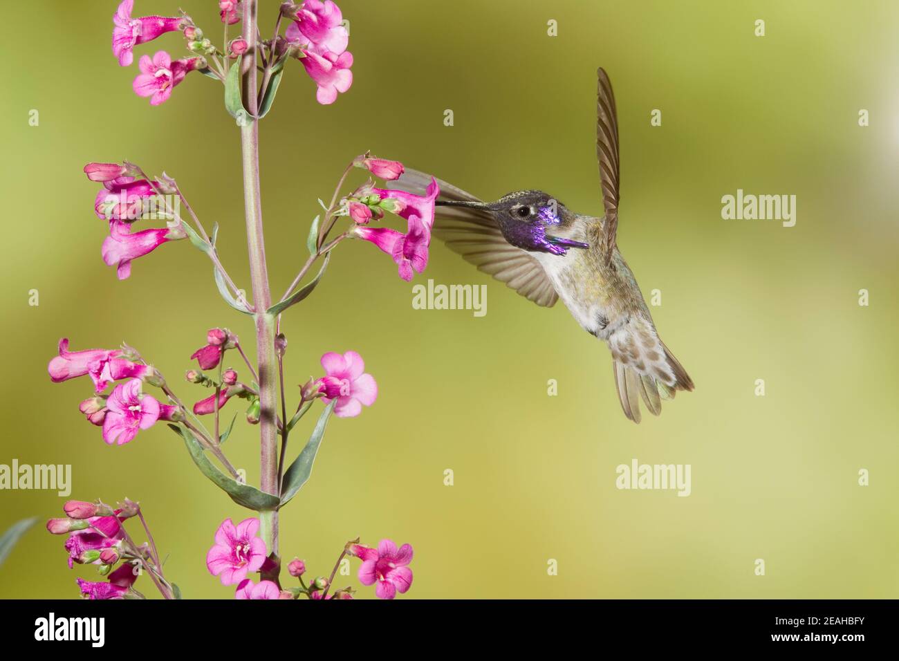 Penstemon superbus hi-res stock photography and images - Alamy