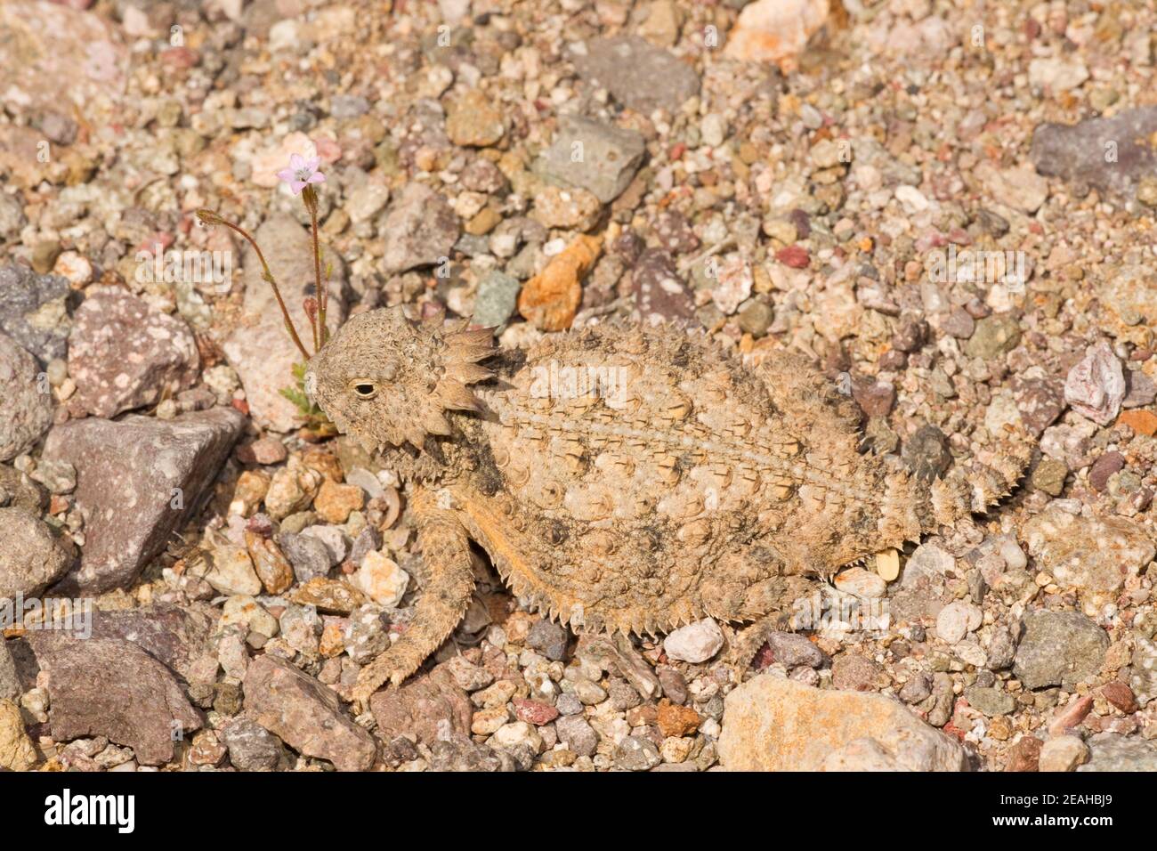 Regal Horned Lizard Blood