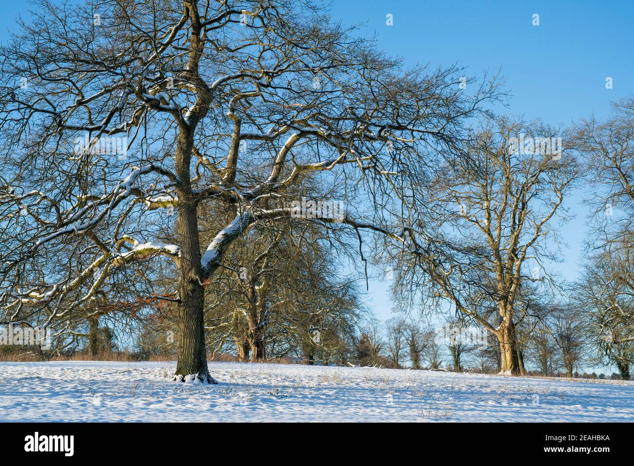 Winter oak trees in the cotswold countryside. Cornwell, Cotswolds ...