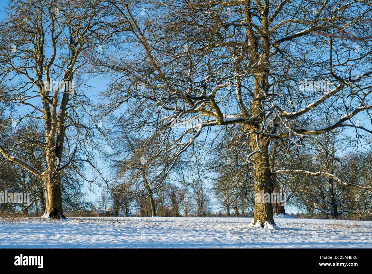 Winter oak trees in the cotswold countryside. Cornwell, Cotswolds ...