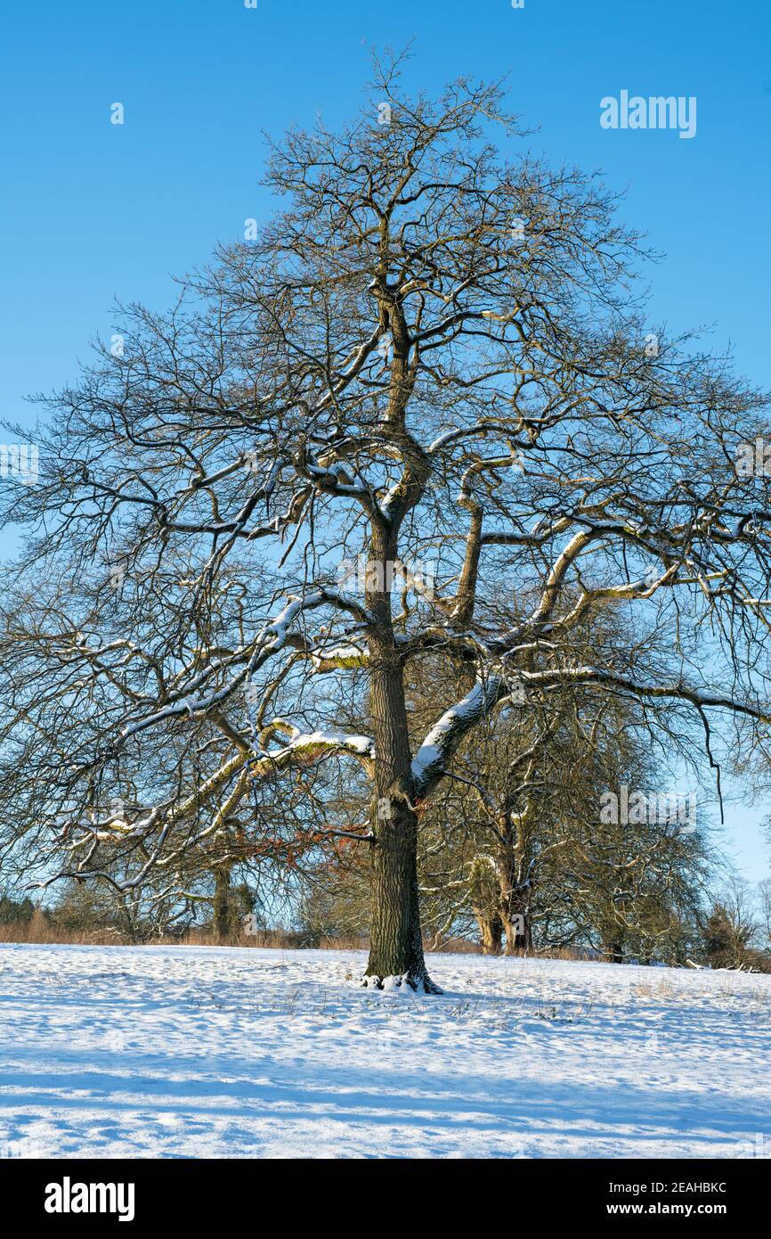 Oak trees in countryside hi-res stock photography and images - Alamy